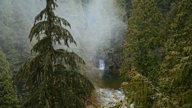 Waterfall Flowing into River in Foggy Forest with Pine Trees Stock ...