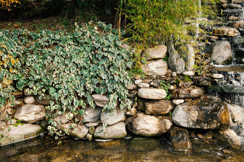 Waterfall Flows Over Mossy Stones beside Dense Ivy Foliage Stock Image ...