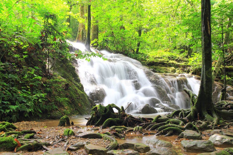 Waterfall In The Forest Picture. Image: 28186877
