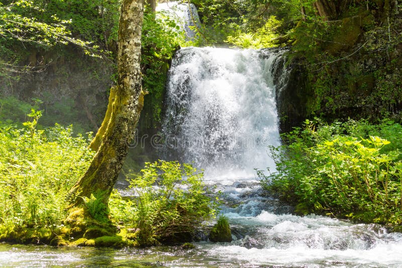 Waterfall in the forest stock image. Image of movement - 254582369