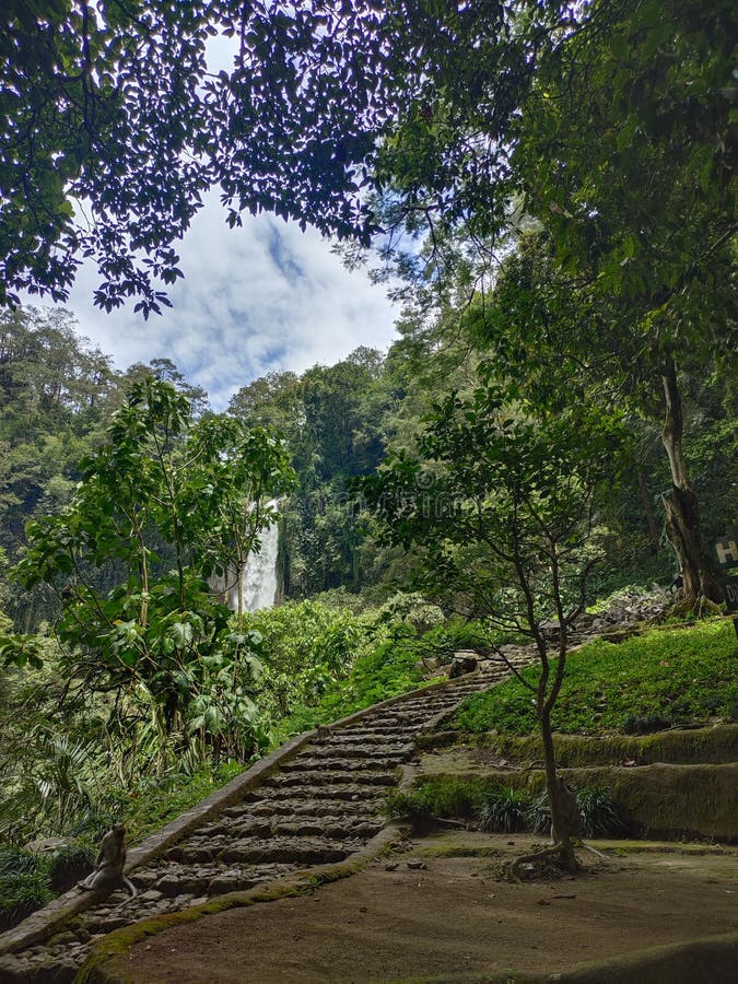 Waterfall in the Forest in East Java Indonesia Stock Photo - Image of ...