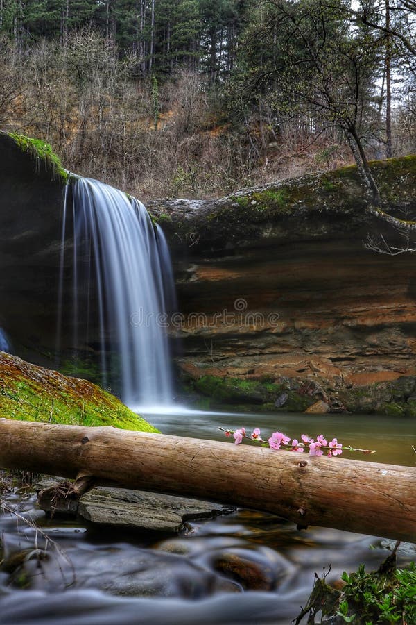 Waterfall in the Forest with a Fallen Tree in Front Stock Image - Image ...