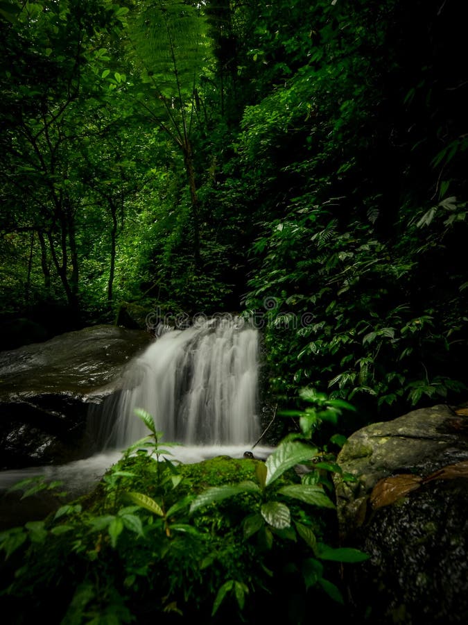 The Waterfall in the Forest Natural Stock Photo - Image of nature ...