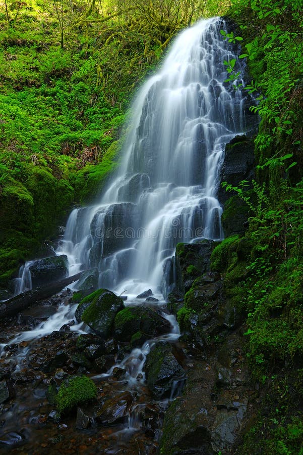 Oregon Rain Forest Stock Images - Download 897 Royalty Free Photos
