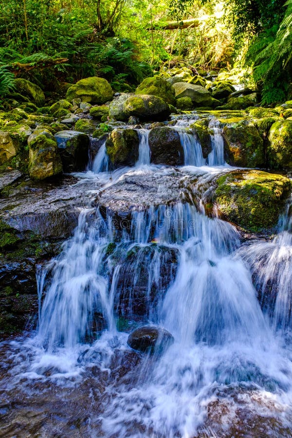 Waterfall in a forest stock photo. Image of pond, water - 98246816