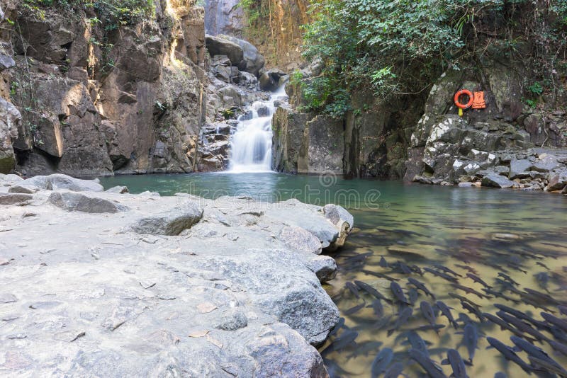 Waterfall in the Forest with Trough and Many Fish Stock Photo - Image ...