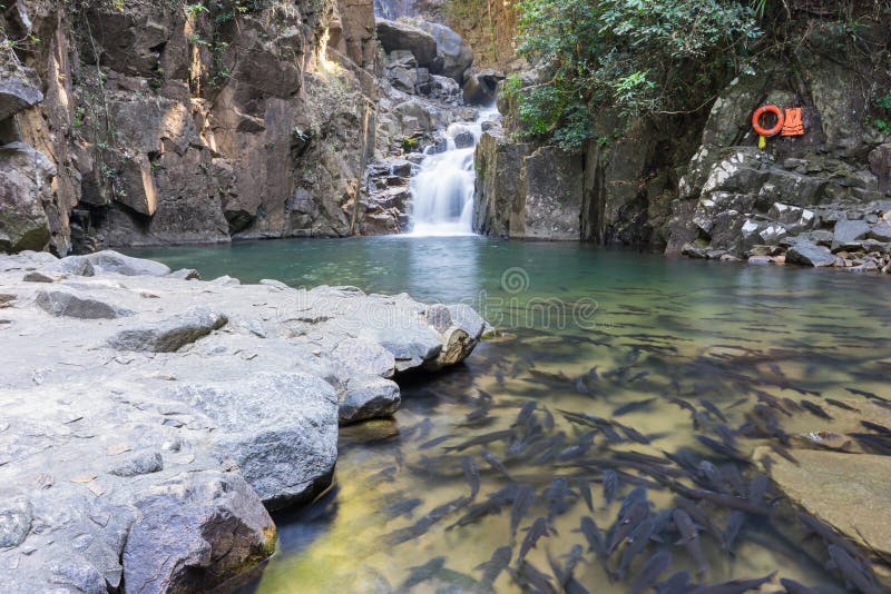 Waterfall in the Forest with Trough and Many Fish Stock Photo - Image ...