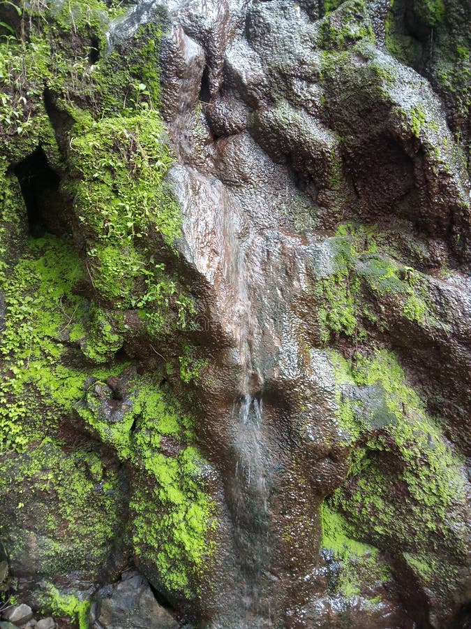 Waterfall with green forn stock photo. Image of forn - 124648552