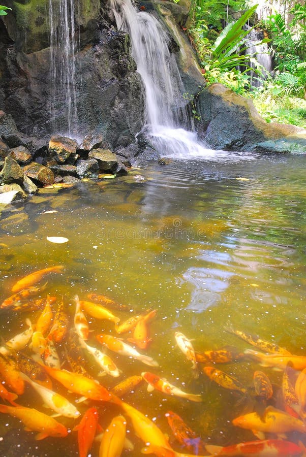 Waterfall with Japanese Carp Stock Photo - Image of outdoors, peaceful ...