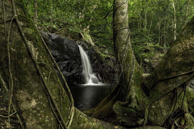Waterfall with large trees stock image. Image of flow - 58385213