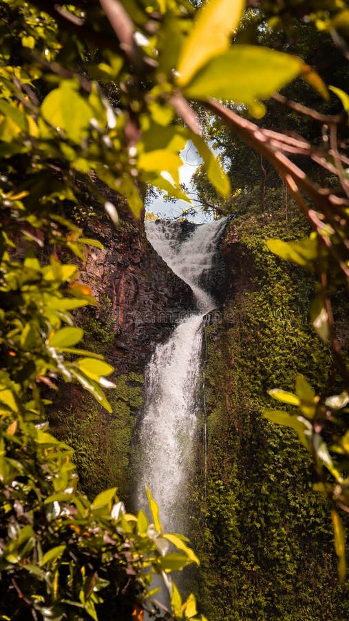 Waterfall Looking through the Trees Stock Image - Image of leaf ...
