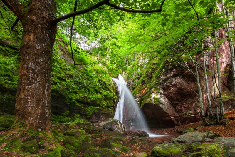 Waterfall in Lush Spring Forest Stock Photo - Image of river, rocks ...