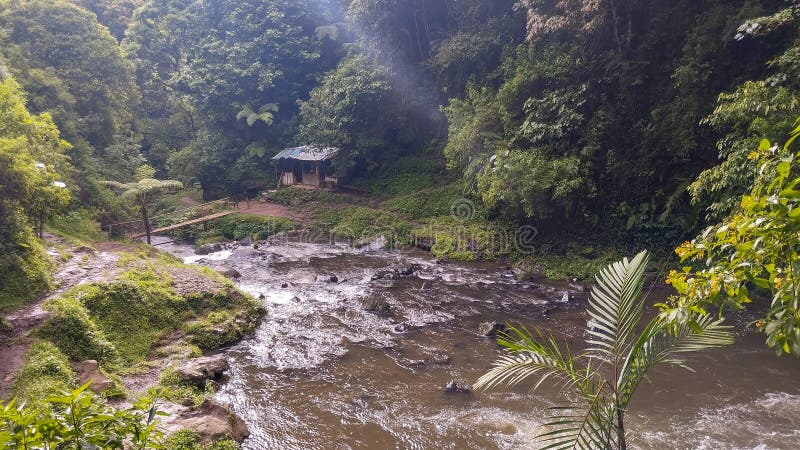 Waterfall in the Middle of the Forest Surrounded by Large Trees Stock ...