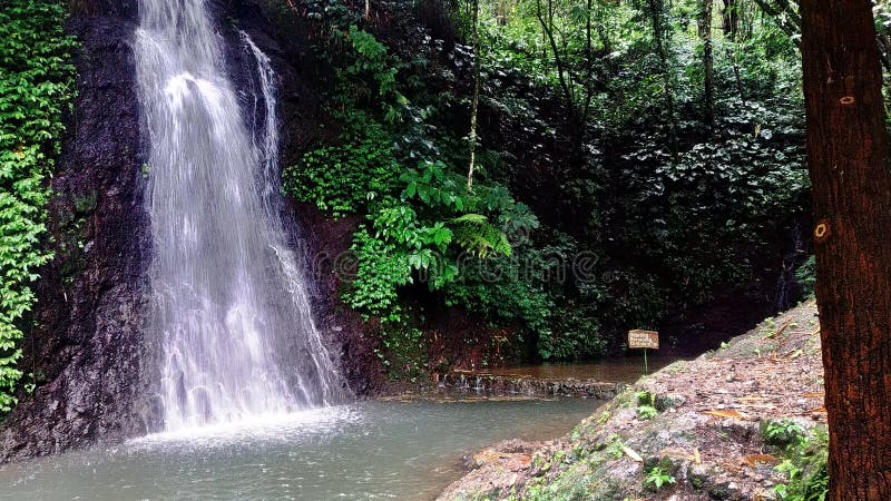 A Waterfall in the Middle of the Green Forest Refreshes the View Stock ...