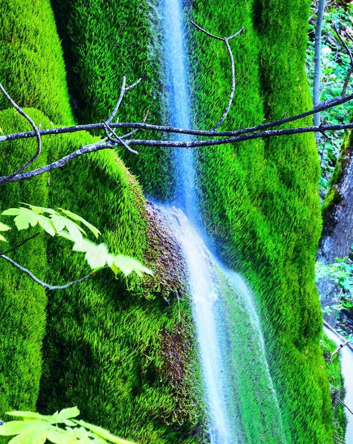 Waterfall on a moss wall stock photo. Image of nature - 219455890