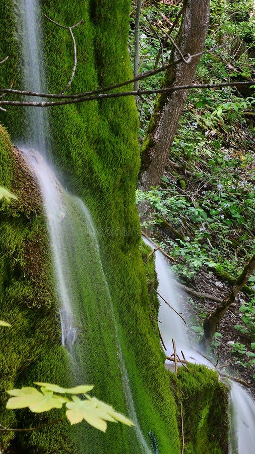 Waterfall on a moss wall stock photo. Image of plant - 219455894