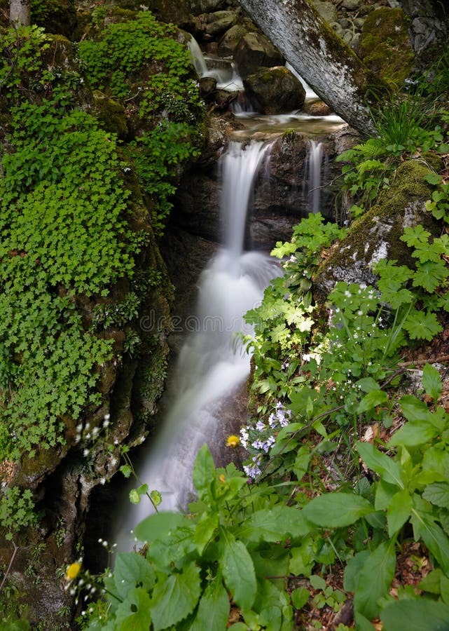 Mountain Stream and Spring Forest Flowers Stock Image - Image of smooth ...