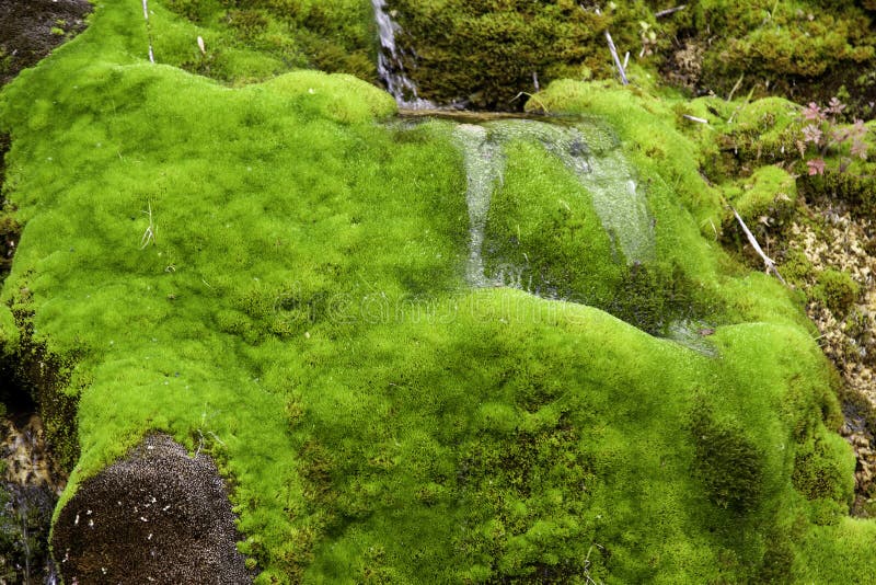 Waterfall in nature stock image. Image of cascade, amazing - 258854659