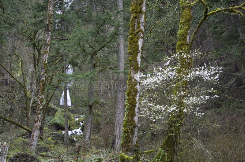 Waterfall and Old Trees in Oregon Stock Image - Image of waterfalls ...