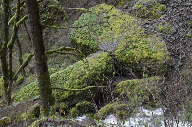 Waterfall and Old Trees in Oregon Stock Image - Image of waterfalls ...