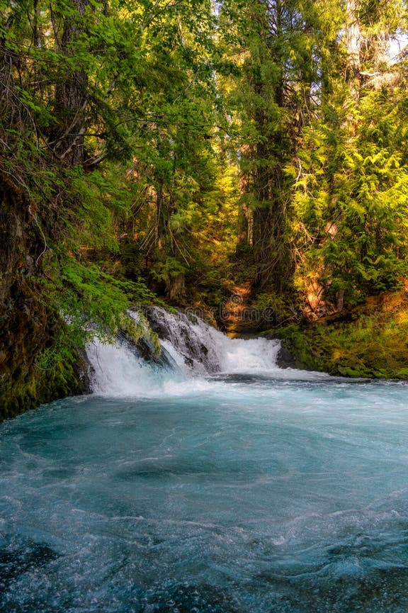 Waterfall in Oregon Forest in the Cascades Stock Image - Image of ...
