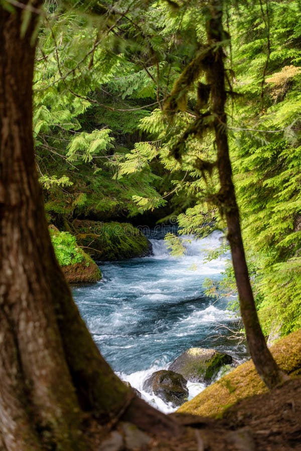 River in Oregon Forest in the Cascades Stock Photo - Image of flow ...