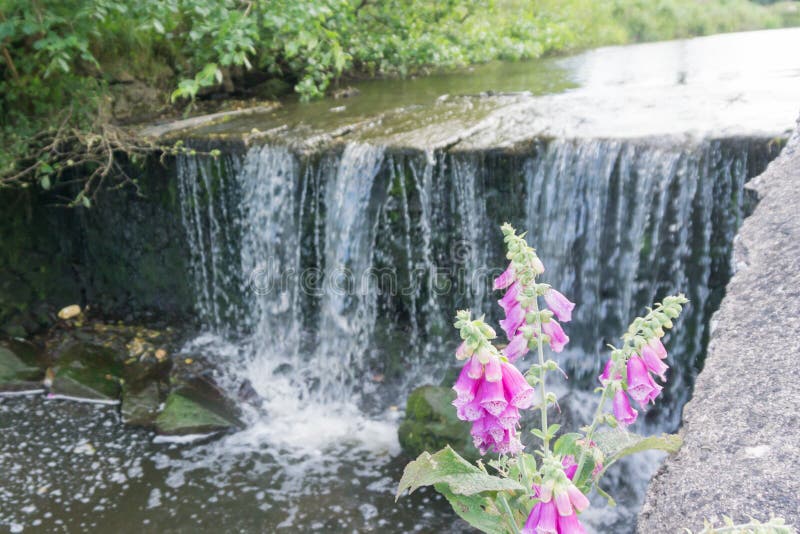 Waterfall in a Park with Pink Flowers in the Foreground Stock Image ...