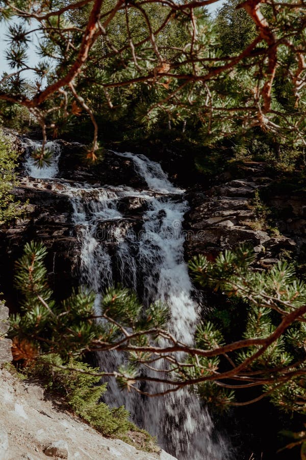 Waterfall among the Pine Forest Flow from the Mountain Stock Photo ...