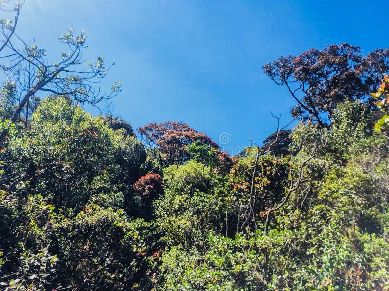 Waterfall Point at Lovers Leap Falls at Piduruthalagala Forest Reserve ...