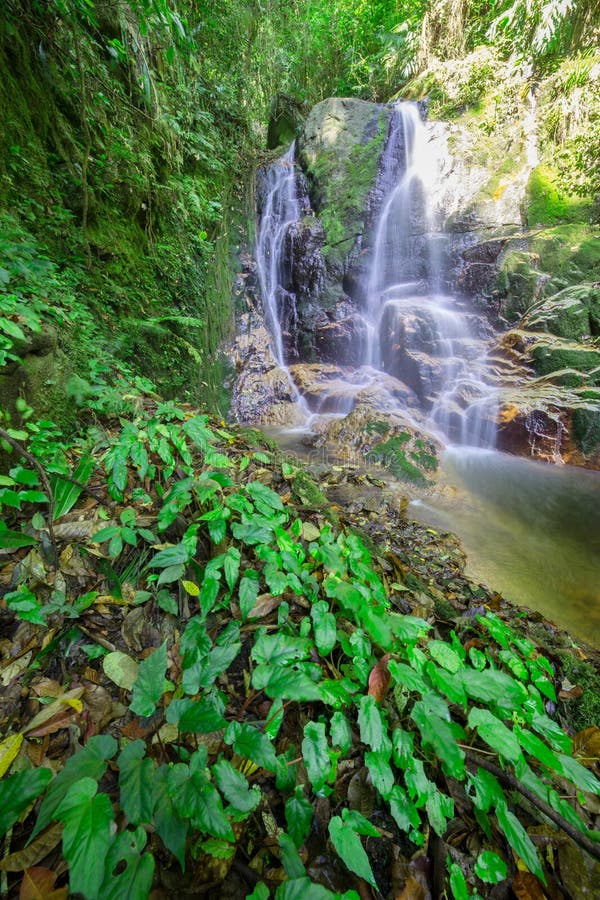 Waterfall in rain forest stock photo. Image of destinations - 40793902