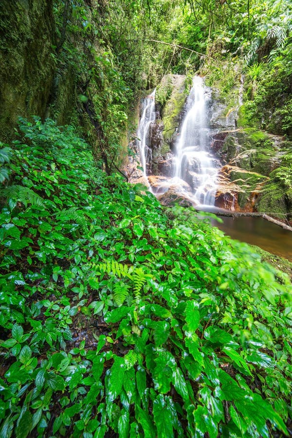 Waterfall in rain forest stock image. Image of reserves - 41080537