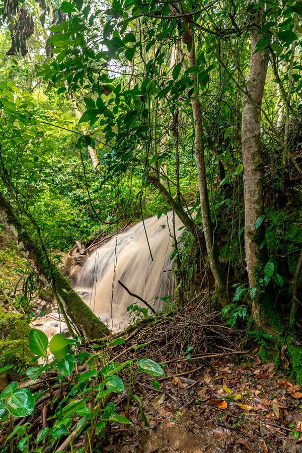 Waterfall with Rain Water in the Rain Forest Stock Image - Image of ...