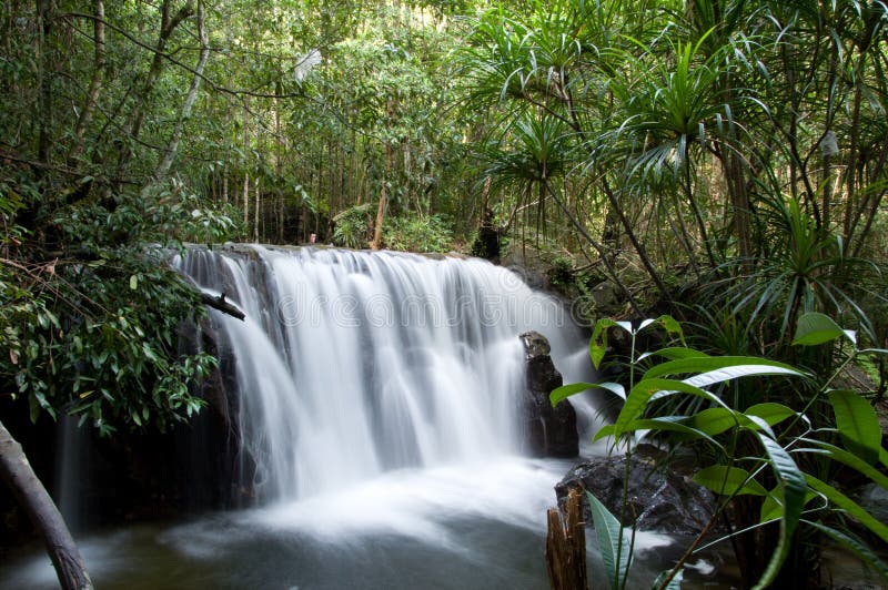 Waterfall in rainforest stock photo. Image of botany - 27449418
