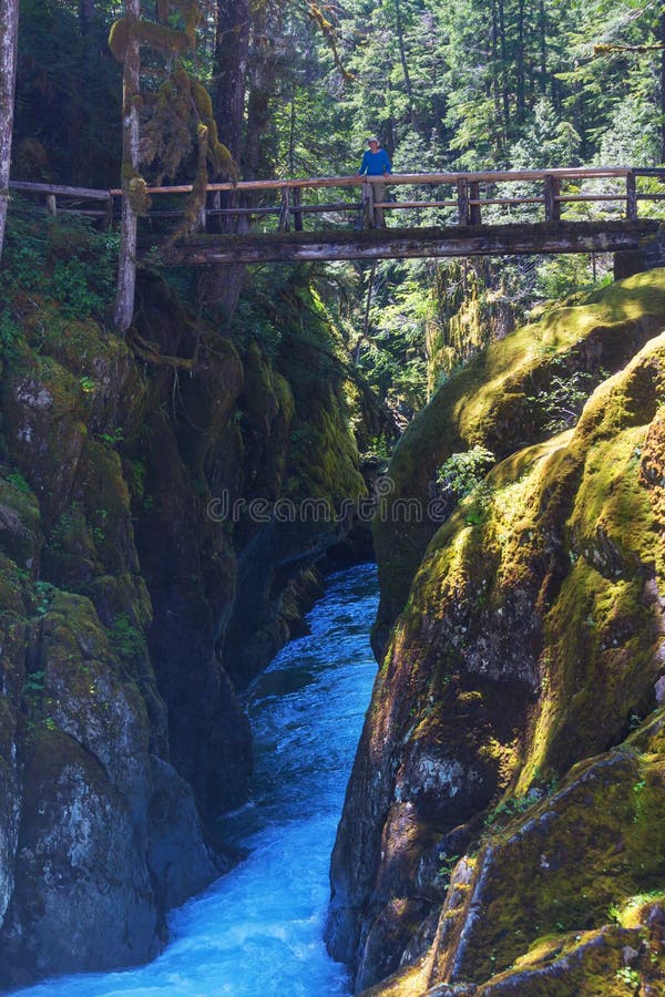 Family Forrest Trip Stock Photos - Free & Royalty-Free Stock Photos ...