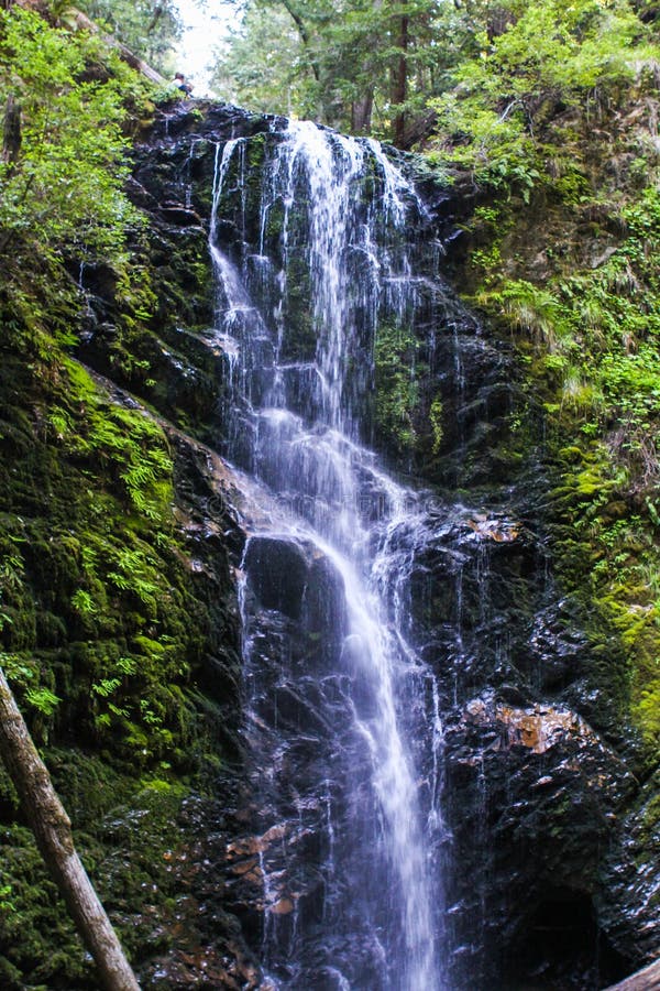 Redwood forest waterfall stock photo. Image of forest - 24016494
