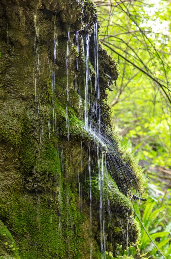Waterfall on the River in Nature in Summer Stock Image - Image of water ...