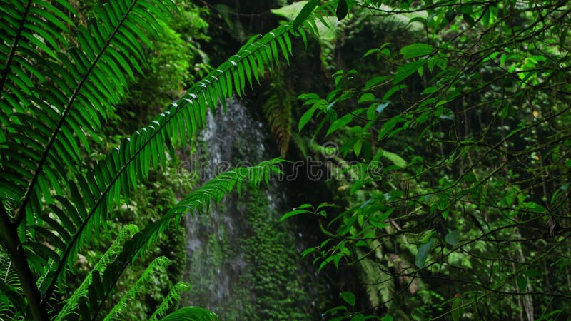 Waterfall with Rocks among Tropical Jungle with Green Plants and Trees ...