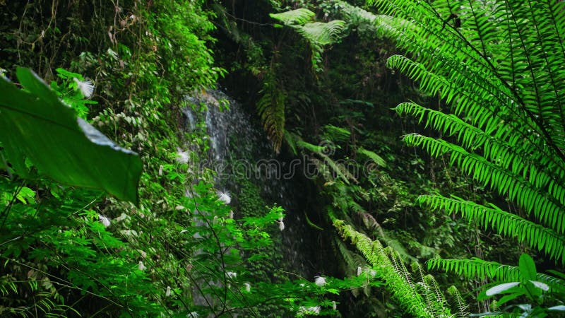 Waterfall with Rocks among Tropical Jungle with Green Plants and Trees ...