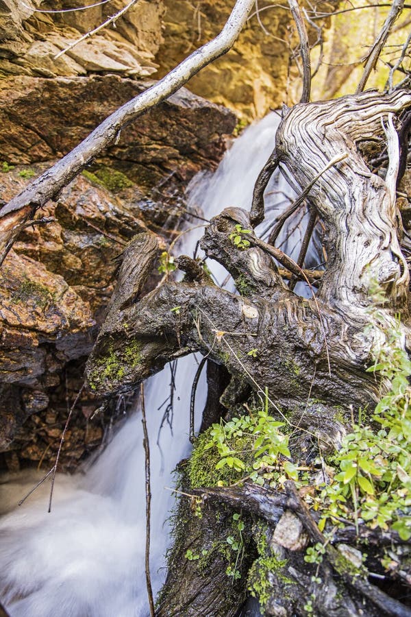 Waterfall Rocky Mountains Tree Root Stock Photo - Image of scenic ...