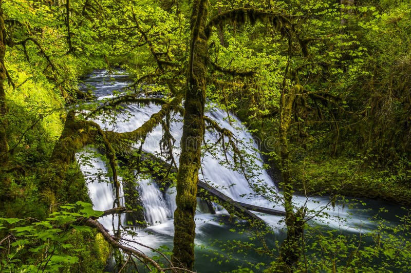 Waterfall Scenery in Silver Falls State Park, Oregon . Stock Image ...