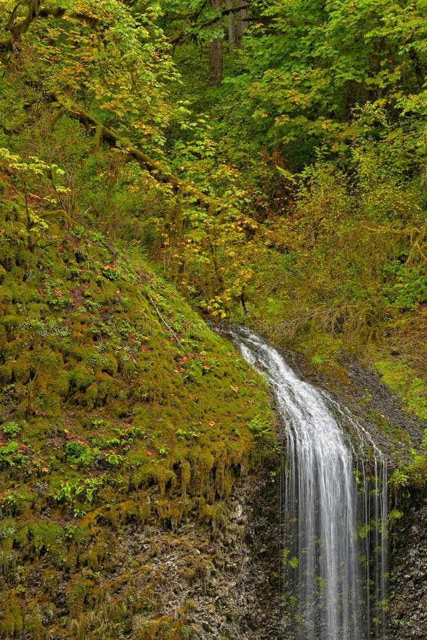 Waterfall, Silver Falls State Park Stock Image - Image of wilderness ...