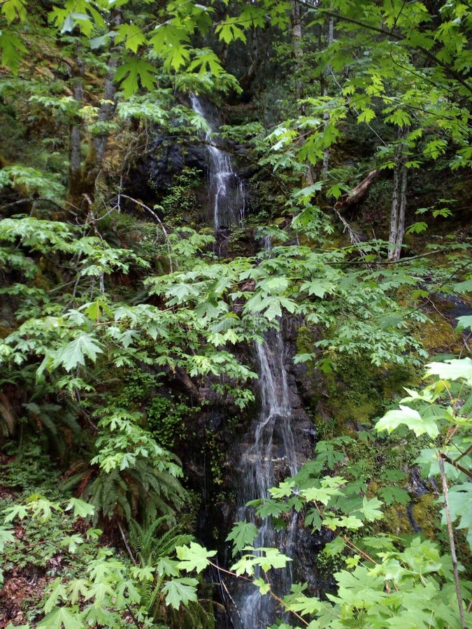 Merlin, or. stock image. Image of forest, southern, merlin - 134196299