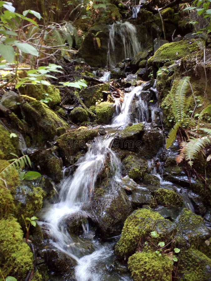 MERLIN, or. stock photo. Image of water, oregon, southern - 134196308
