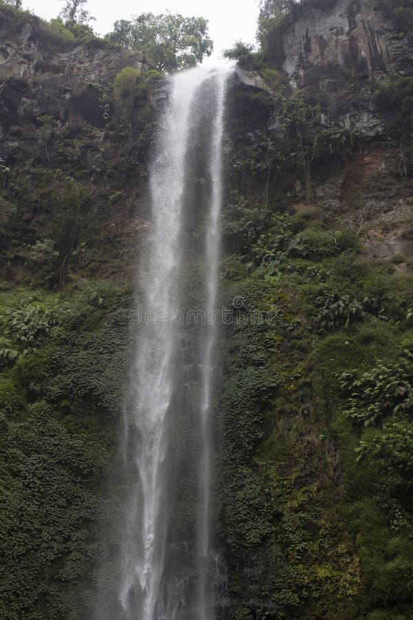 Waterfall Stream Inside the Forest with Plants and Rocks Stock Photo ...