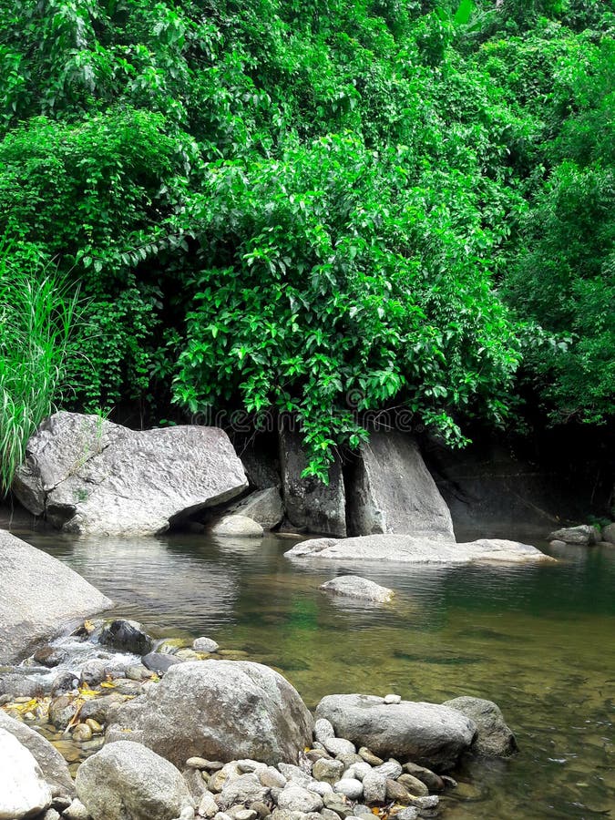 Stream in rainforest stock photo. Image of beauty, flowing - 99773478