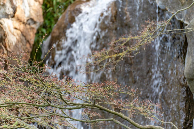 A Waterfall with a Tree Branch in the Foreground Stock Image - Image of ...