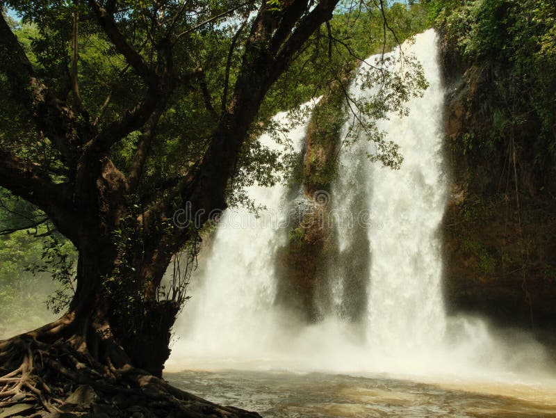 A Waterfall with a Tree in the Foreground Stock Photo - Image of ...
