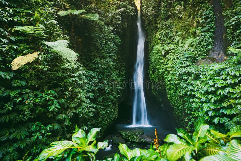 Waterfall with Tropical Plants Stock Image - Image of plant, natural ...