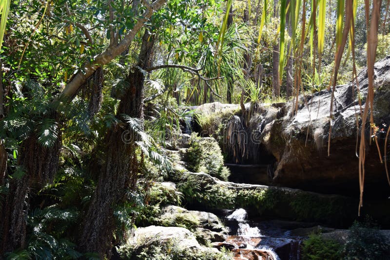 Primary Rainforest Jungle Madagascar Stock Photo - Image of madagascar ...