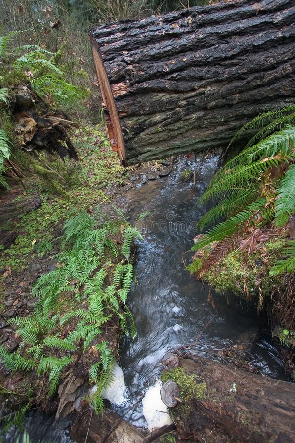 Waterfall Under Cut Tree Picture. Image: 82932
